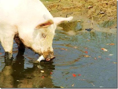 Runjun Blog: Fisherman Pig from China!